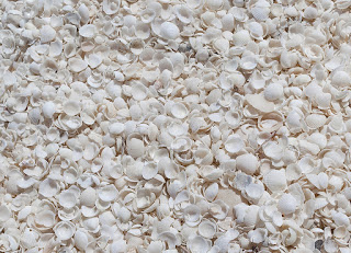 Shell Beach | Discovery Down Under