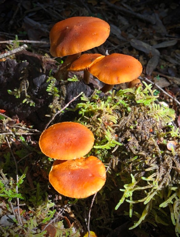 Montezuma Falls | Discovery Down Under