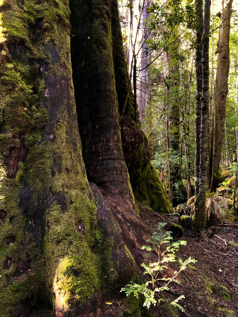 Land of the Giants | Discovery Down Under