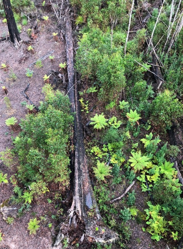 Tahune Adventures AirWalk | Discovery Down Under
