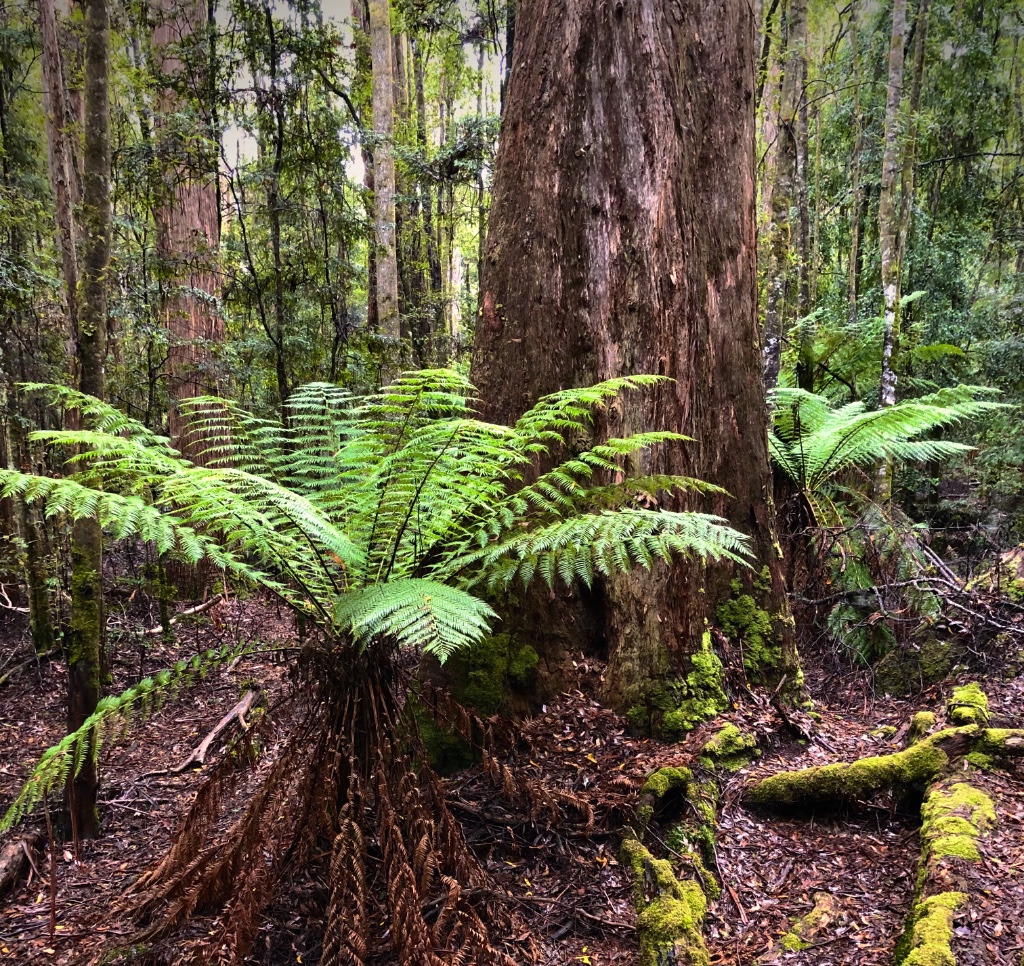 All Aboard | Discovery Down Under